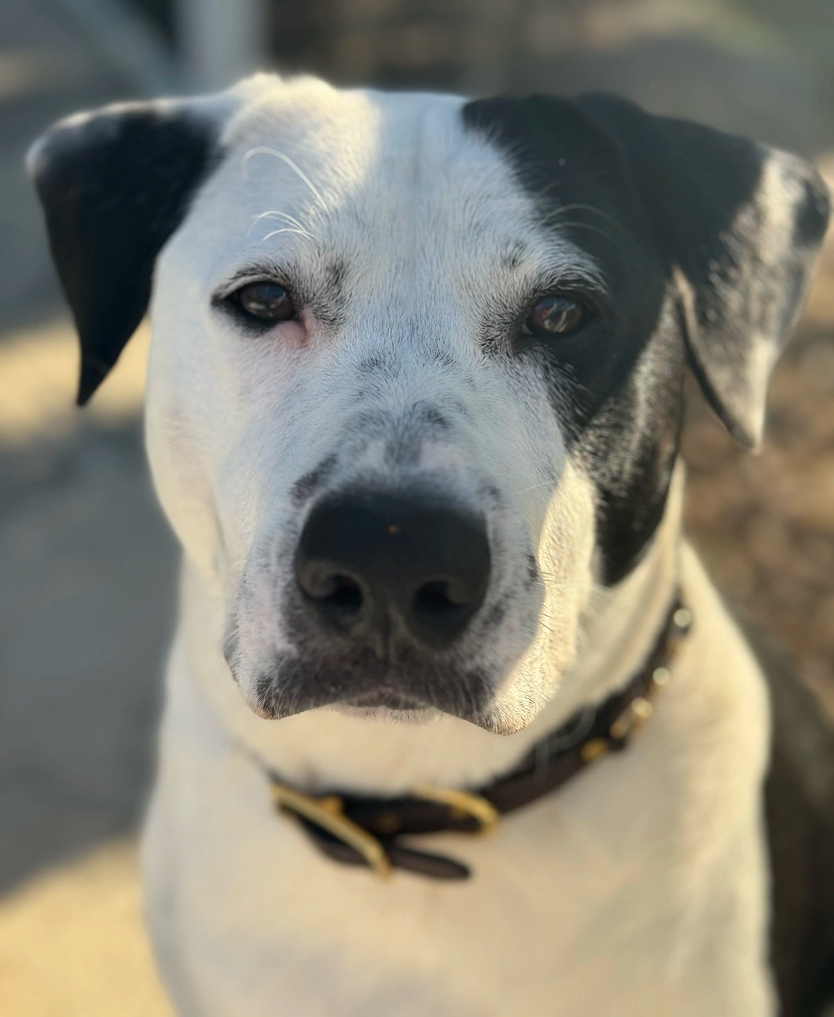 Fur Babies – Alorian Saddlery